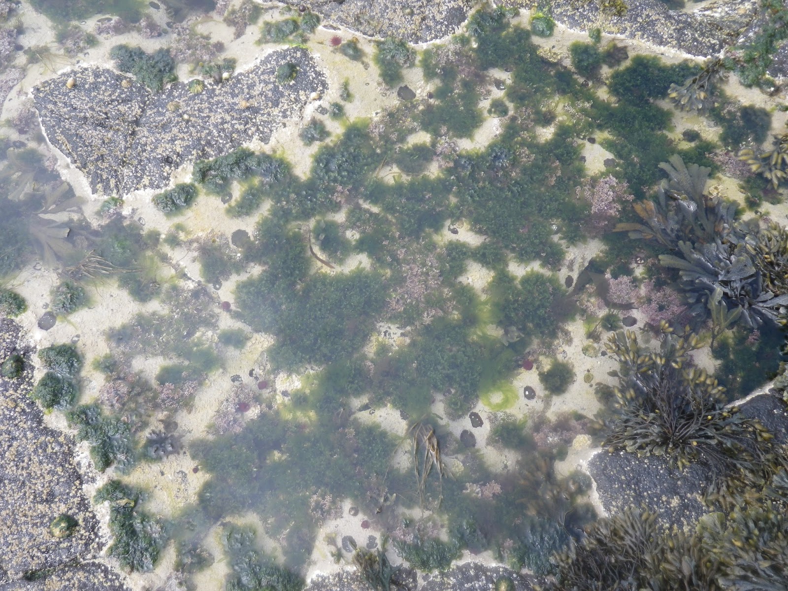 Rock Pooling: Rock pooling destination: Cathedral Cave, Eigg May 2013