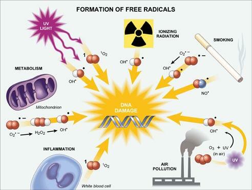 Skin Expert: Free Radicals