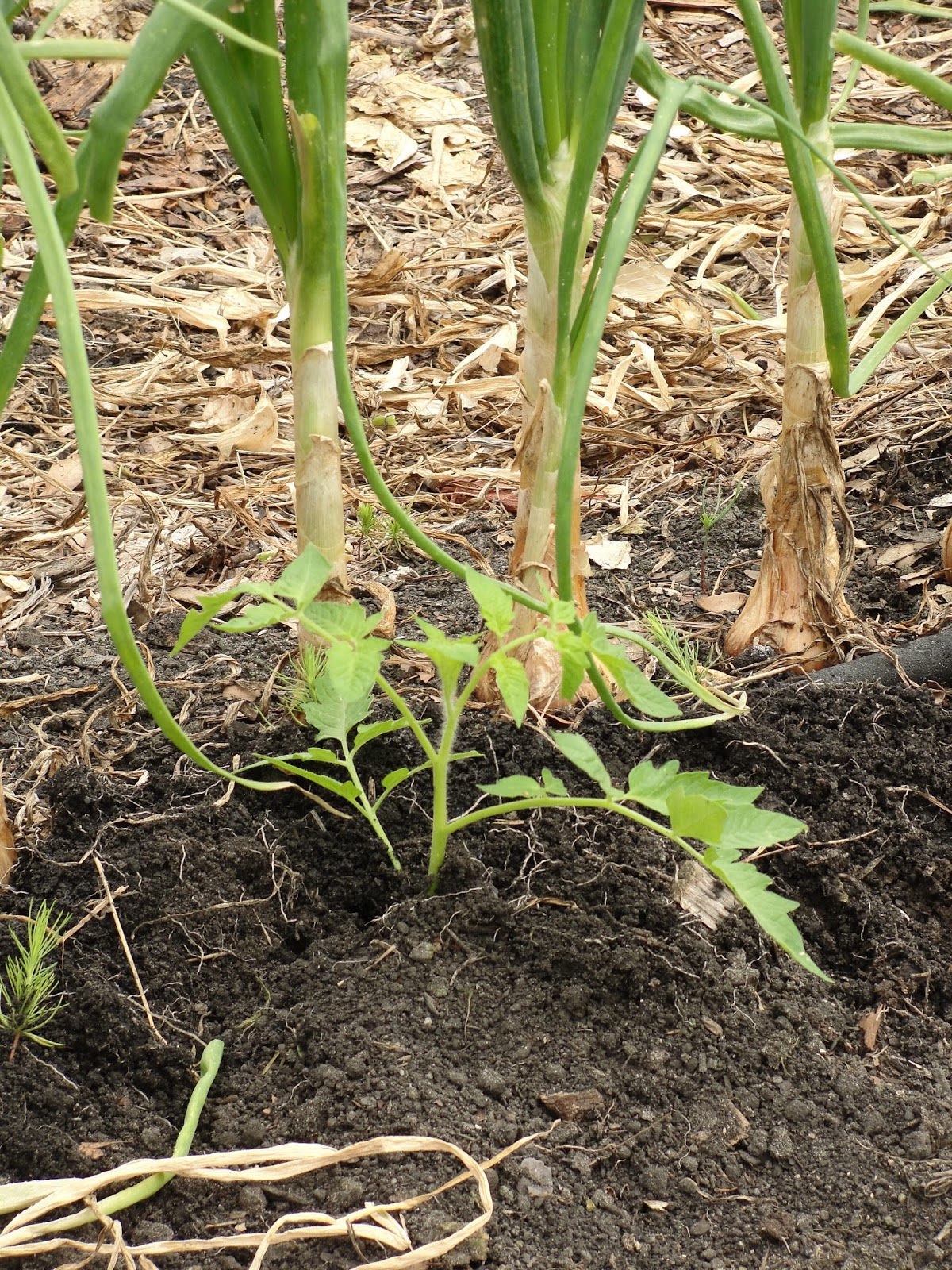 Big Life, Little Garden: Transitioning the Garden--Spring Planting