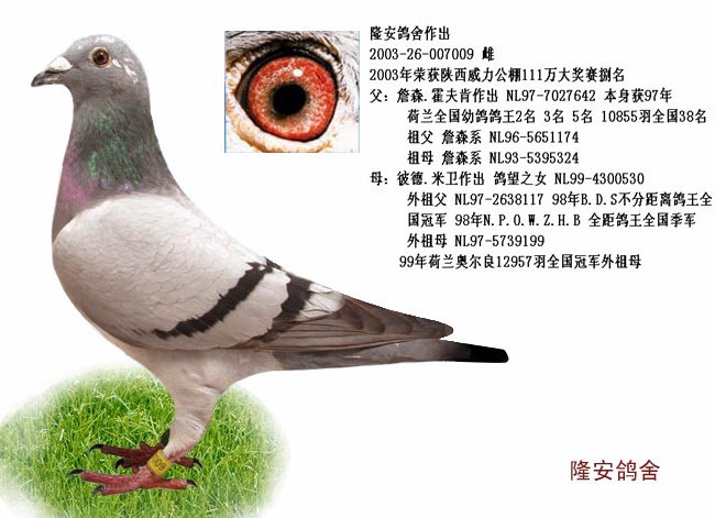 Asia nieripigeons: Noticias..El famoso palomo BOLT había sido confiscado