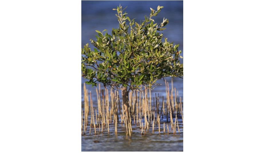 Pengertian Akar Tumbuhan