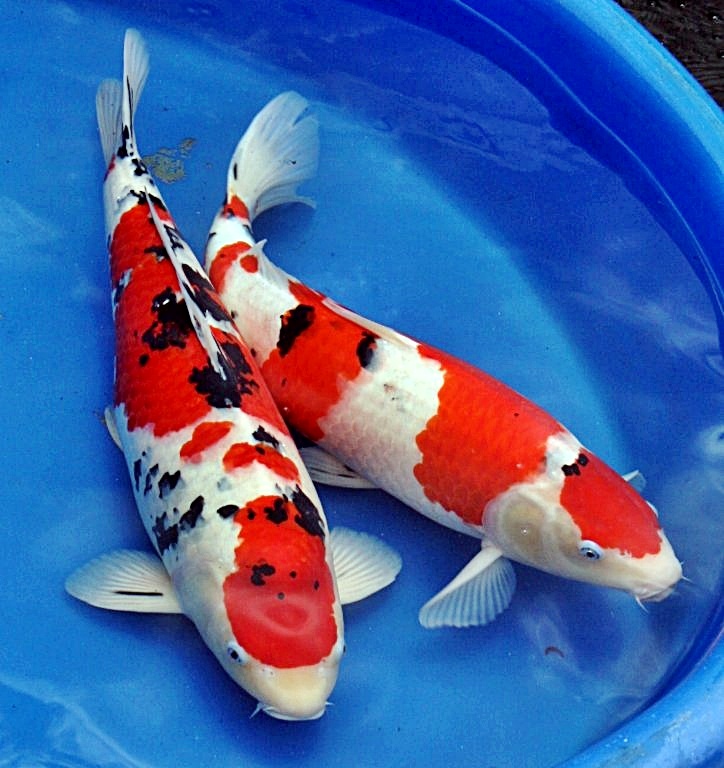 Biosecurity untuk Ikan Koi - Akuarium Ikan Hias