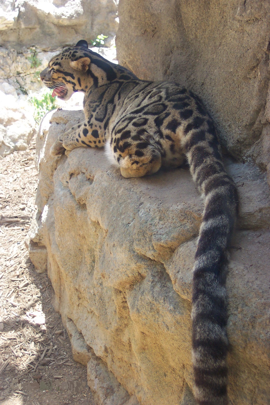 CLOUDED LEOPARD photos - wallpapers | the fun bank