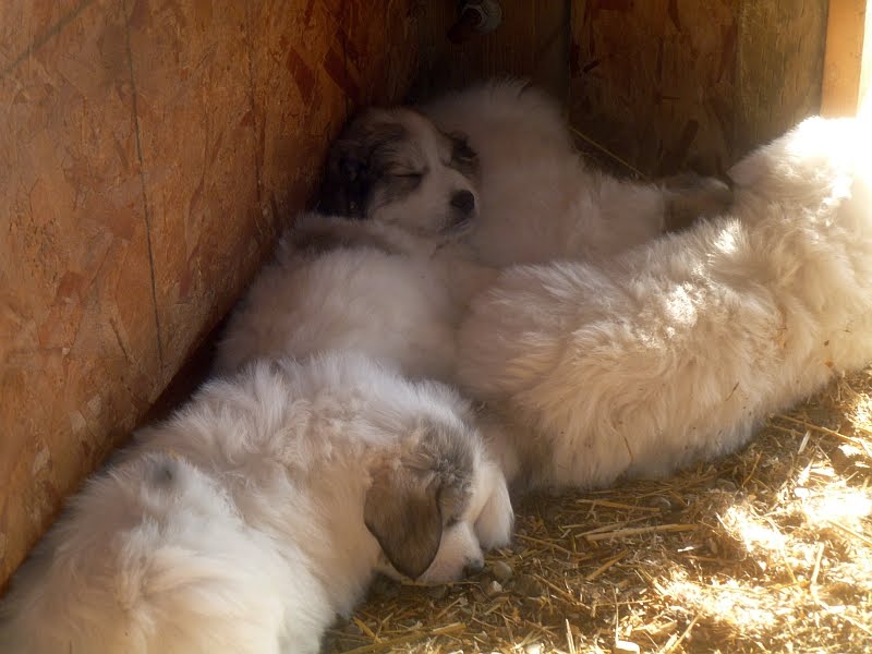 Rural Revolution: Puppy love