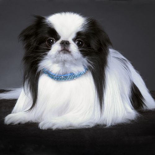 Baladitas con PeChan~*: LOS PERROS JAPONESES MAS ADORABLES