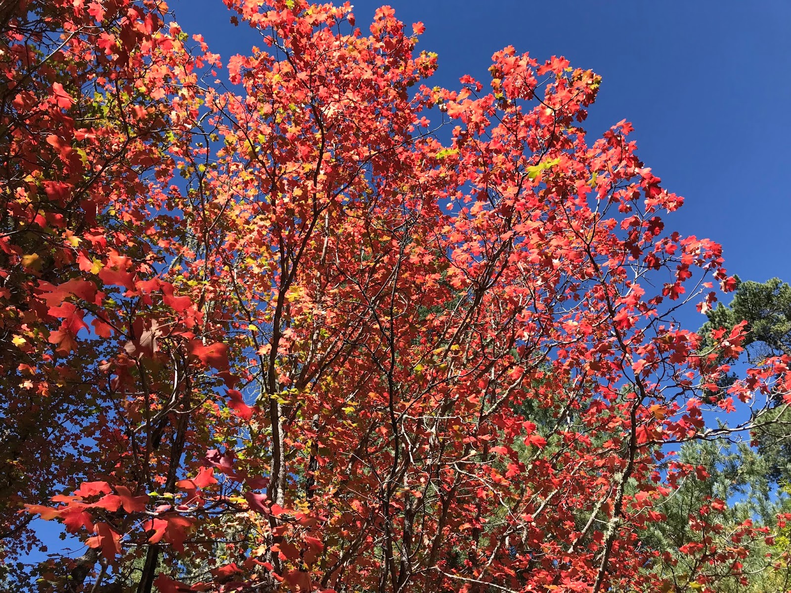 Southern New Mexico Explorer: Carissa Lookout, Long Canyon-Lincoln ...