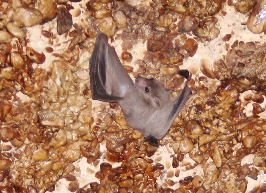 Mammals of Cyprus - Τα θηλαστικά της Κύπρου by George Konstantinou ...