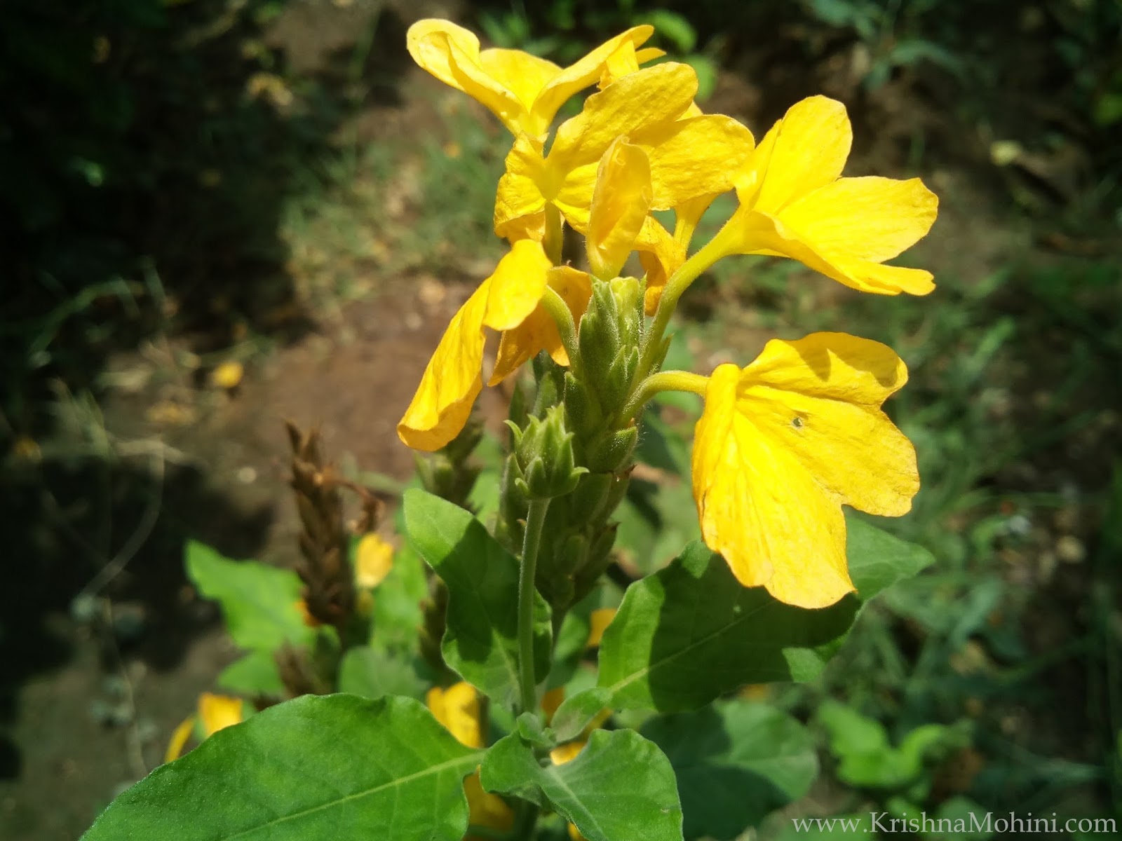 Poem: Is It The Magic Called Love?