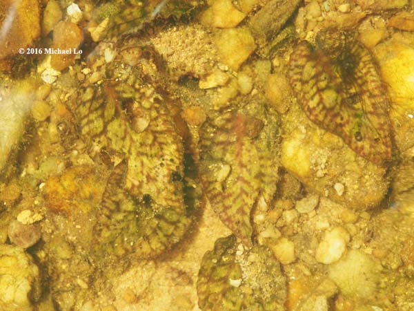 The rainforests of Borneo & Southeast Asia: Visiting Cryptocoryne ...