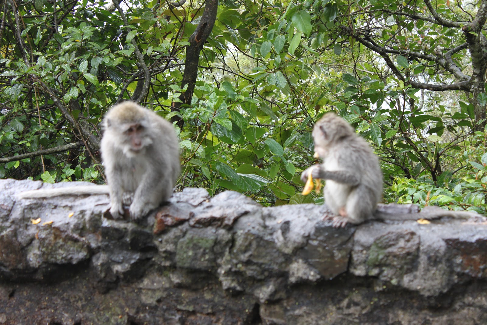 Vancouver Banshee: Indonesia -- Day 12 Lake Beratan Market and Monkeys