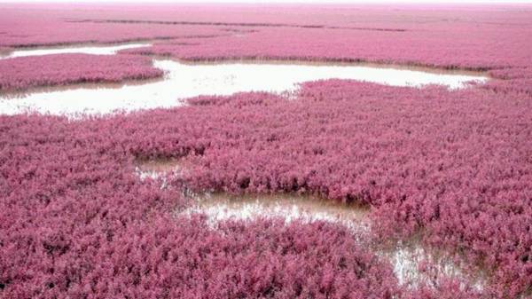 Bisarbeat: Red Beach is located in Panjin — China