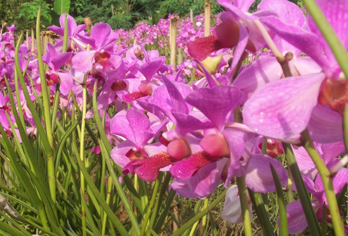 Mengenal Bunga Anggrek Vanda Douglas