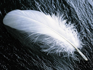 Criadero Plumas Puras: Las Plumas