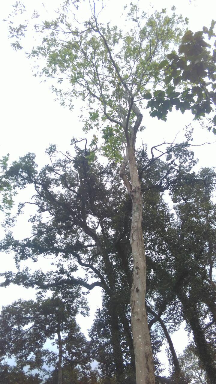 TALAM PULUT BUNGA CHICHA (CICA)