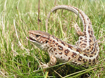 The Sand Lizard | Amazing Animal Facts & Photographs | The Wildlife