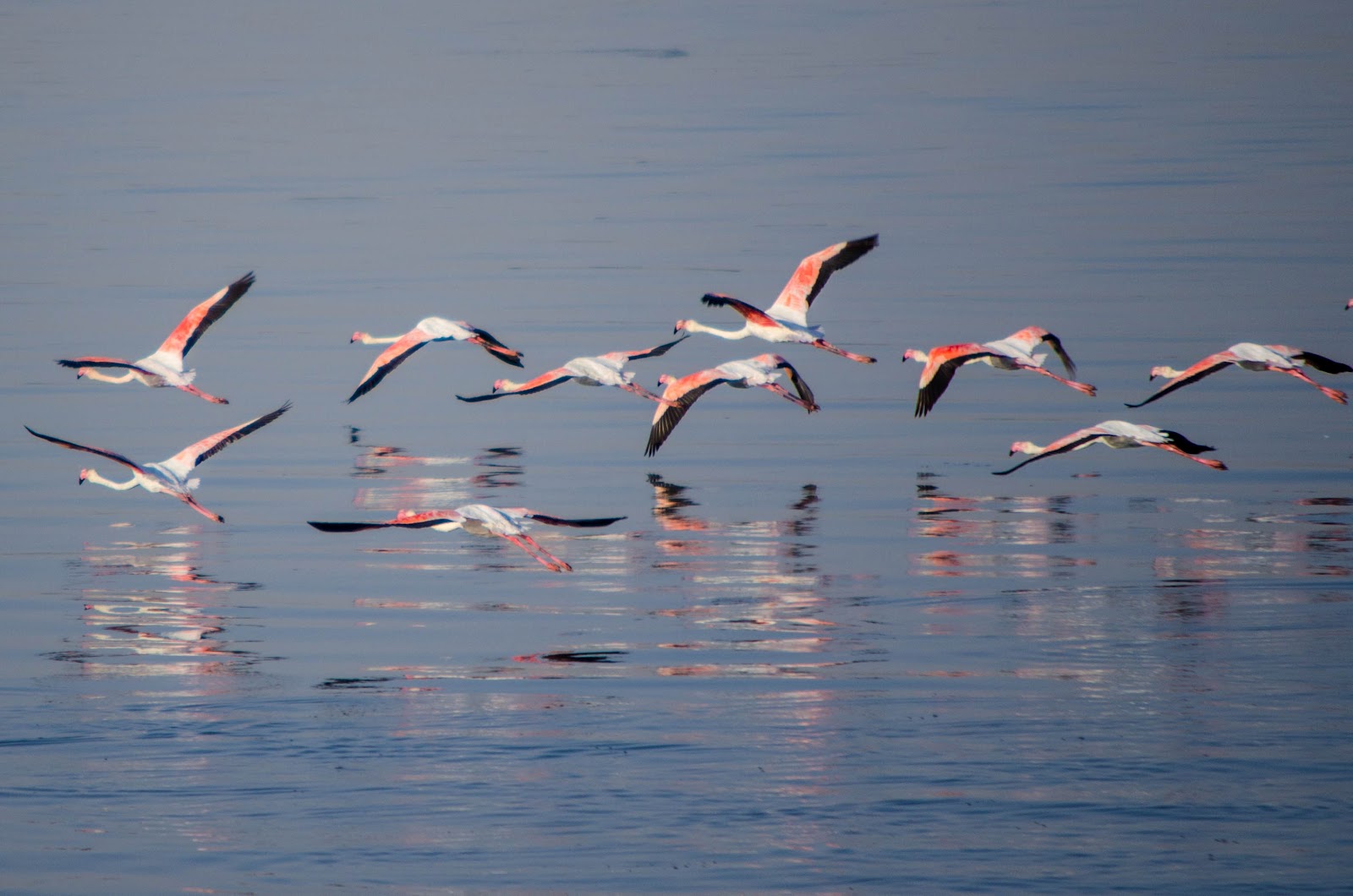 Photo Magic Hands: Flamingos in kuwait