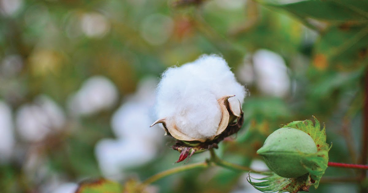 Contract farming boosts cotton farming
