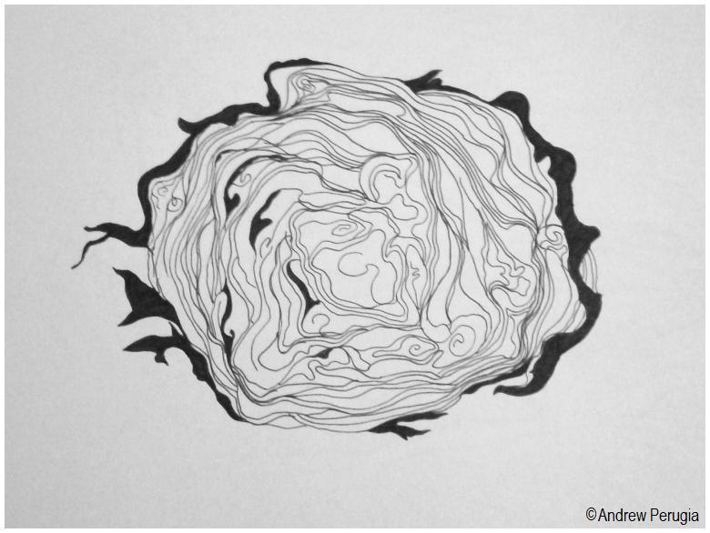 Andrew Perugia Artworks: Drawings: OCA Project - Detailed Observation