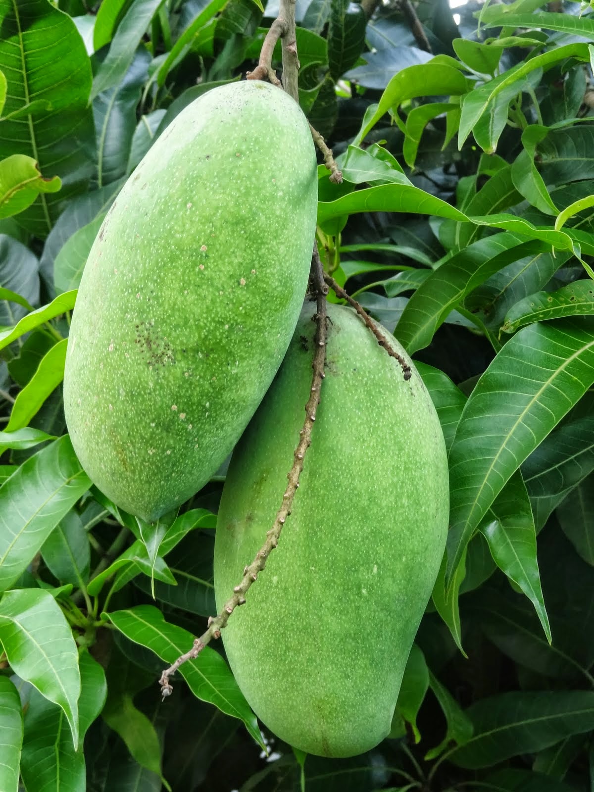 Mangga Boleh Mengelakkan Kanser | Silang Jari