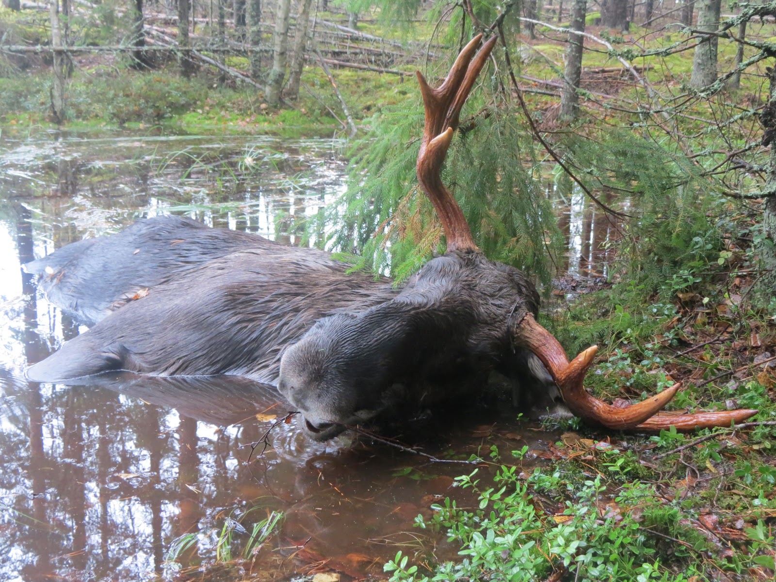 Leap of Leopards: Moose, Meeses, Mouses?