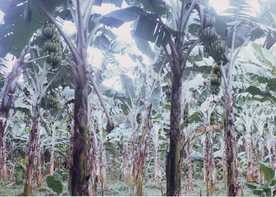 Kebun Pisang: Pisang Kepok dari Balikpapan Kaltim