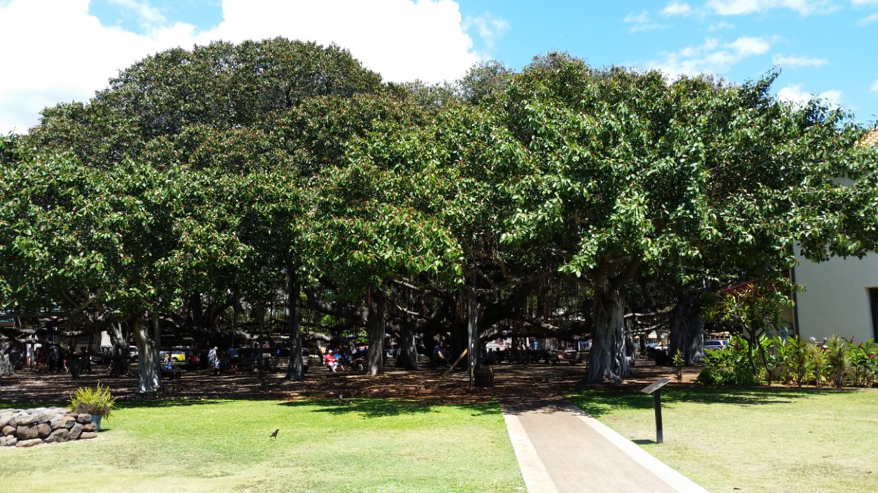 Aloha Maui: Things to see and do – Bright Lights of America