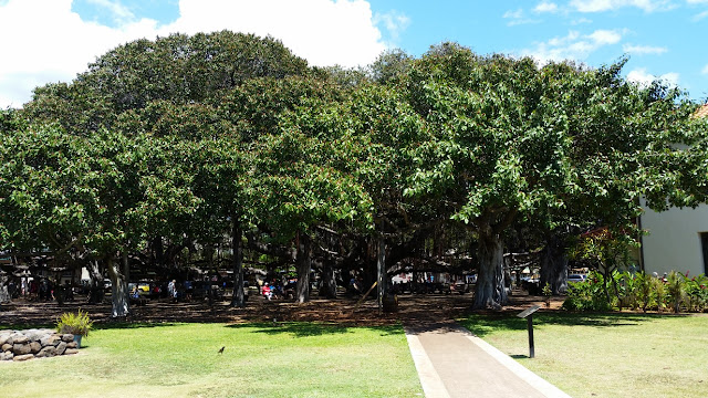 Aloha Maui: Things to see and do – Bright Lights of America