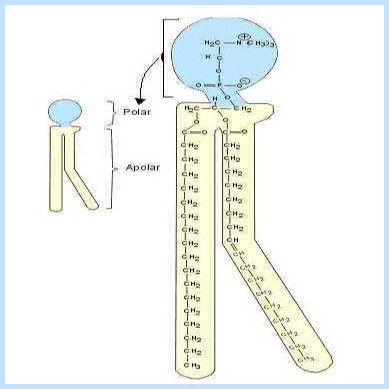 Lipídios: FOSFOLIPÍDIOS
