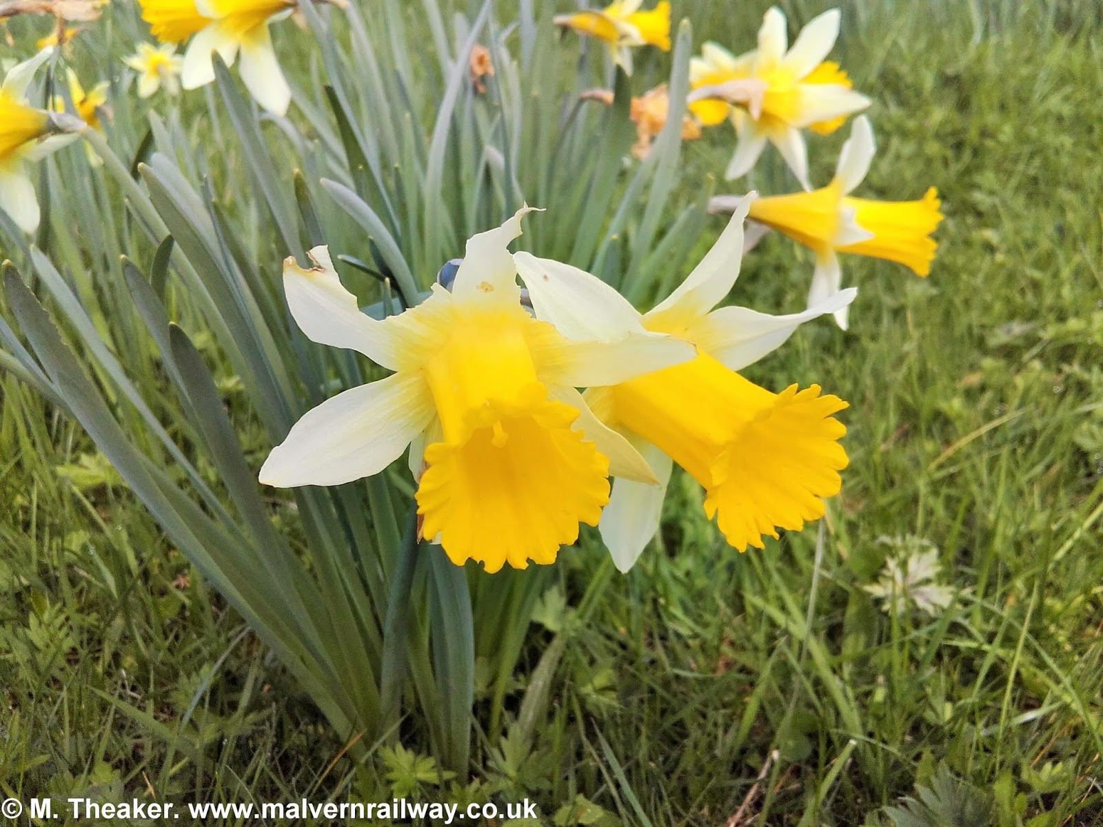 Malvern's Lost Railway: Dymock Daffodil Trail - Vell Mill