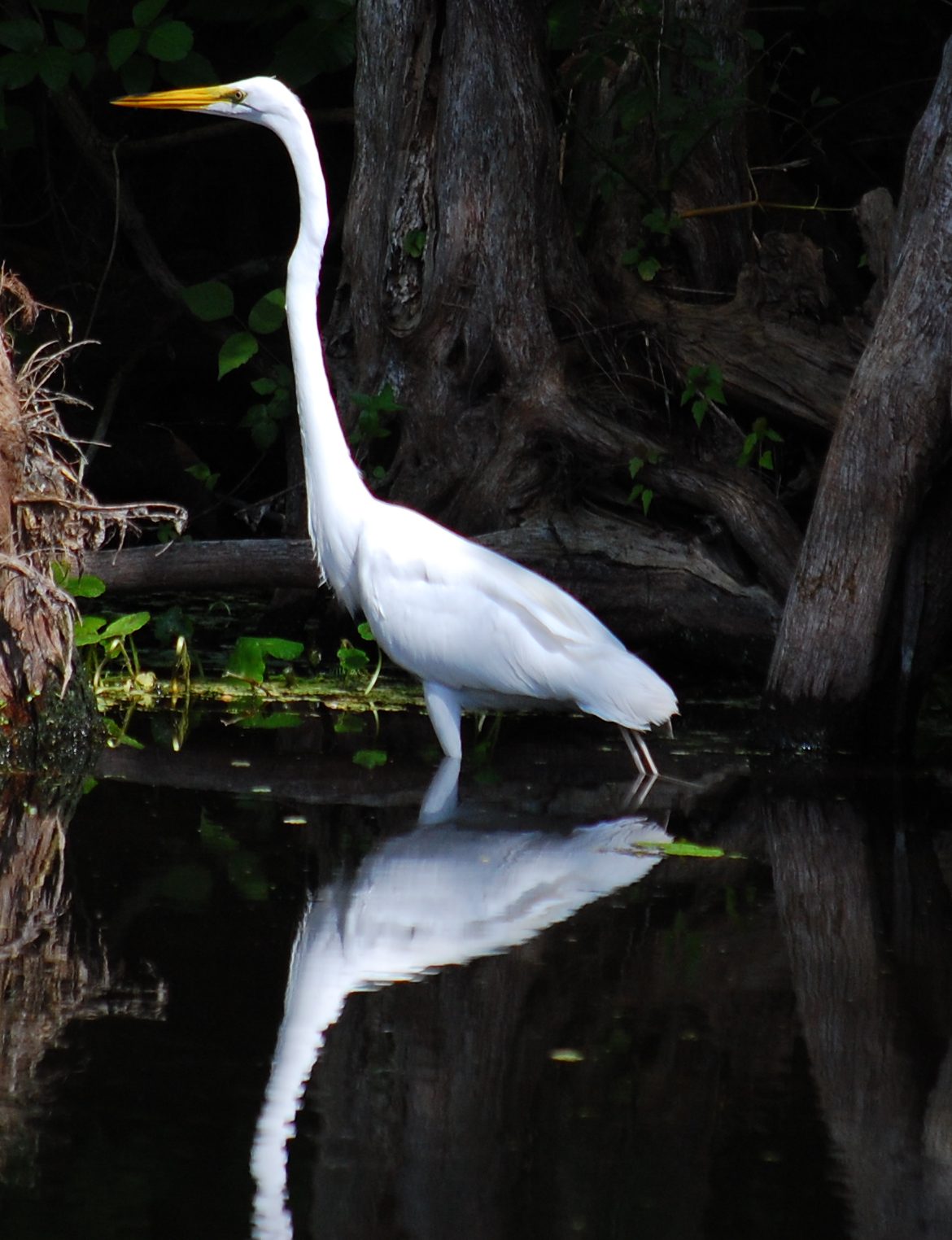The Big Year: Birds of Central Florida (Spring-Summer) 2013