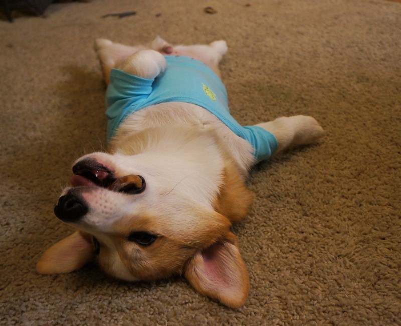 Cutest corgi ever? Meet Corgnelius (20 pics) | Amazing Creatures