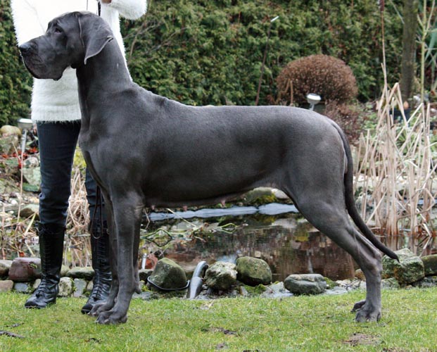 Dog Colours and Their Genes: Blue (the "d" Influence)