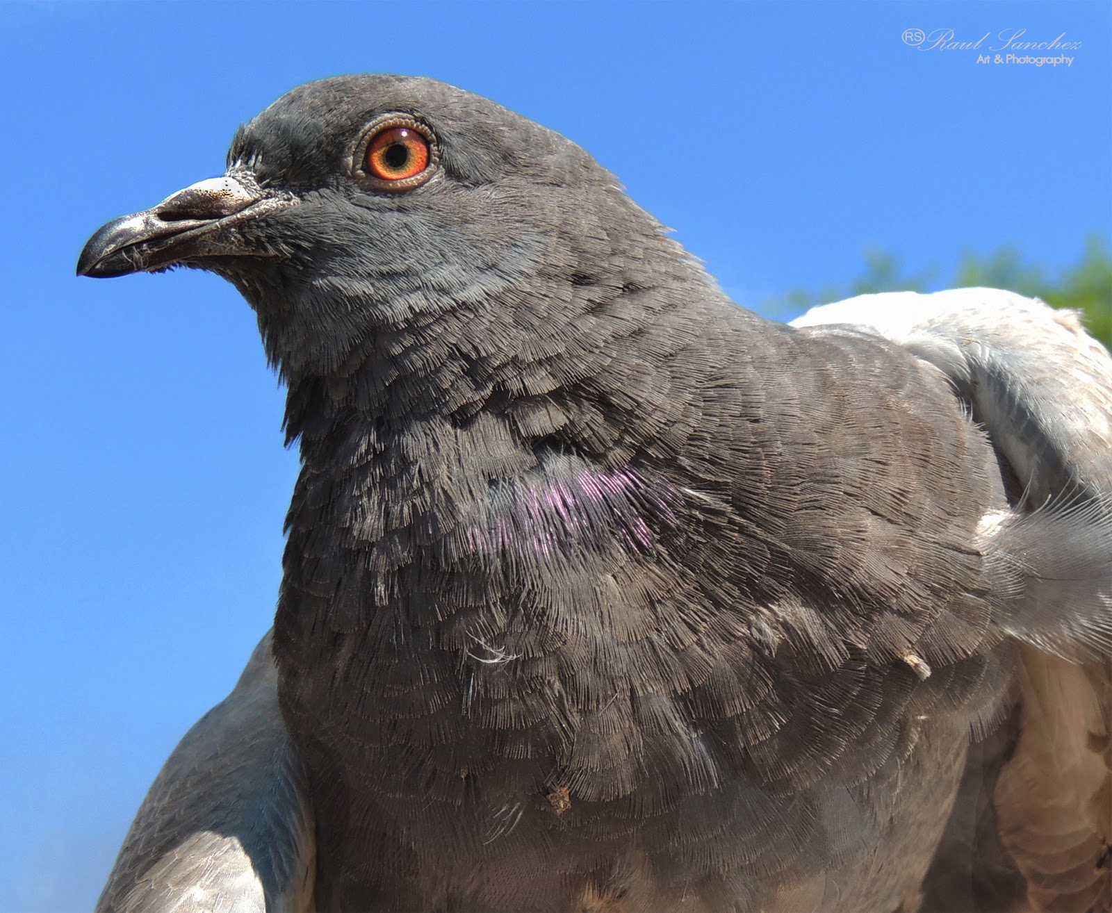 Naturaleza Viva : Paloma,comun colúmbidas (Columbidae)