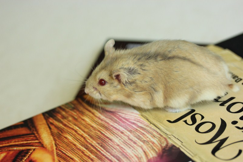 Campbell Argente ( Hamster Gallery ) | Jual Perlengkapan Dan Aksesoris ...