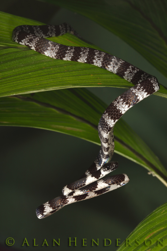 Minibeast Wildlife - Rainforest Encounters: Costa Rica - Tree snakes