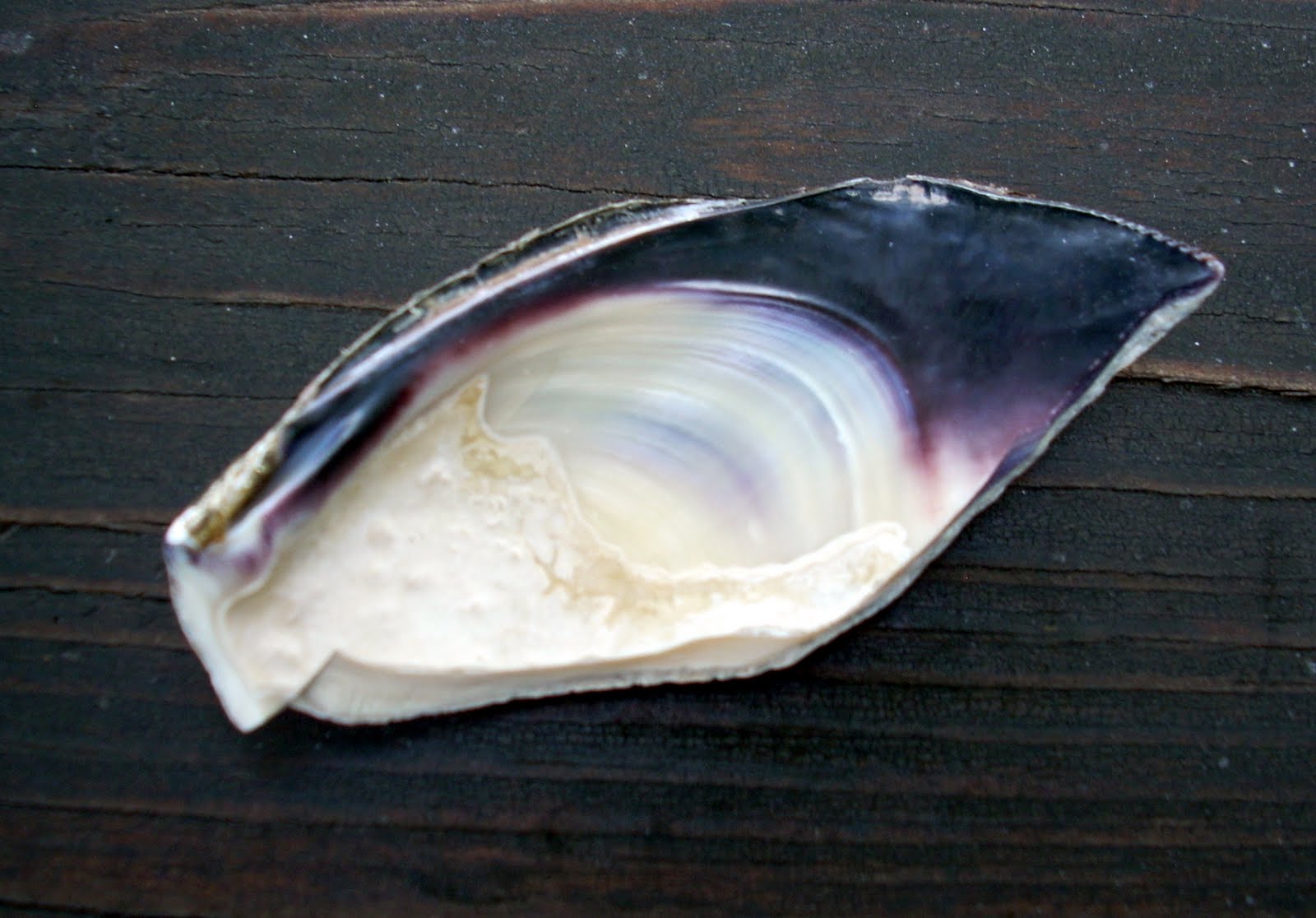 Boomer Babies Upcycles: Wampum & The Real World