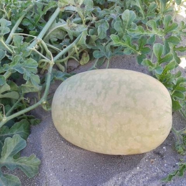 The Schaapkraal Diaries: Watermelon konfyt – preserving culture in a jar.