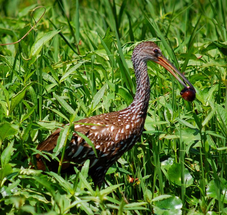 The Big Year: Birds of Central Florida (Spring-Summer) 2013
