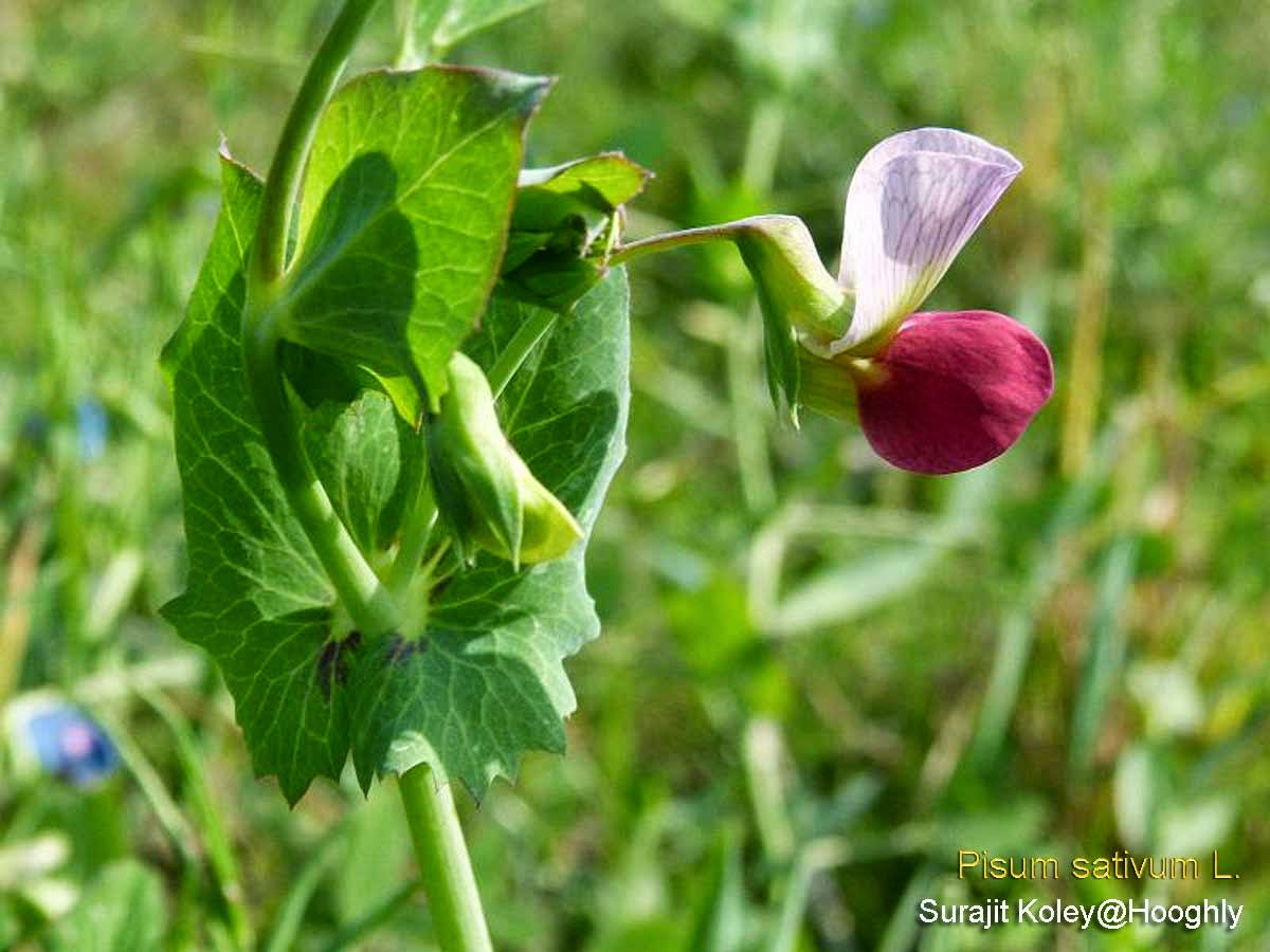 Medicinal Plants: Pisum sativum, Pea, Batani, Matar