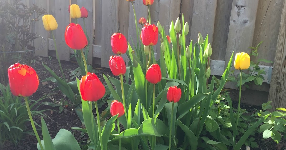 Spring Tulips - Chic Delights