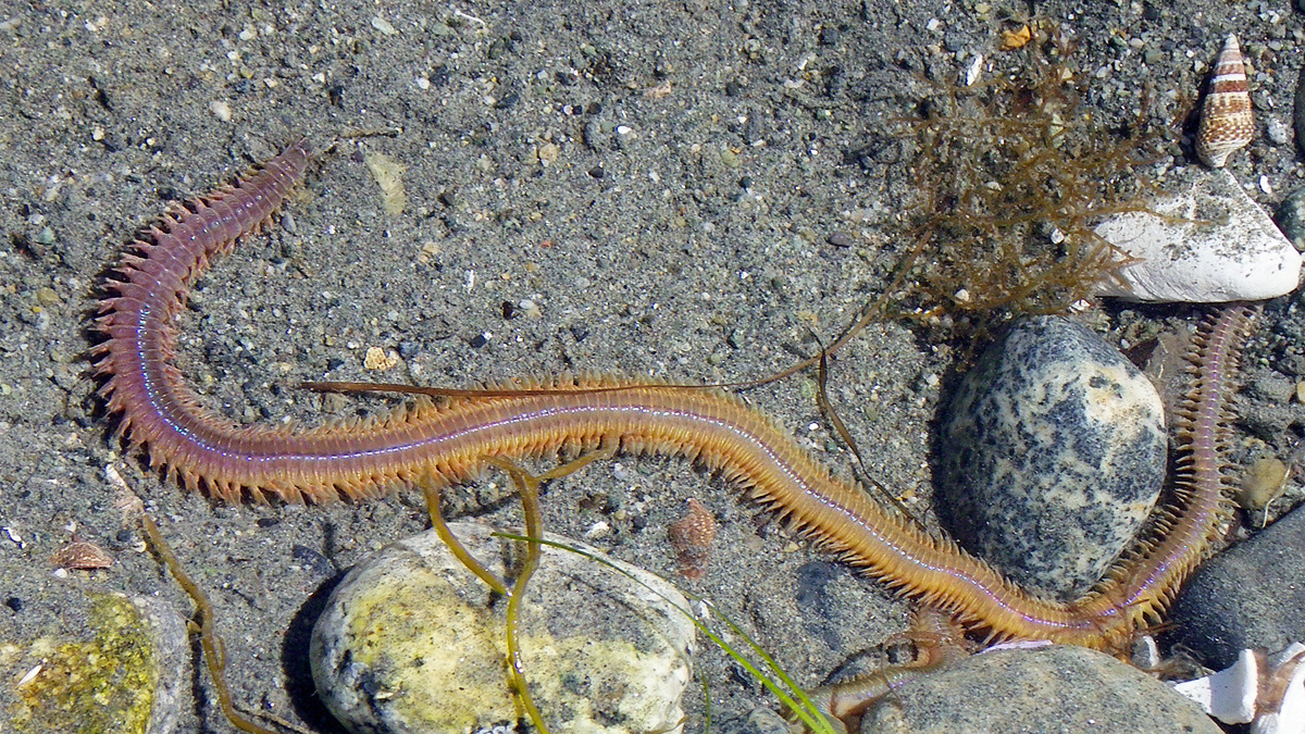 1000+ images about Worms on Pinterest