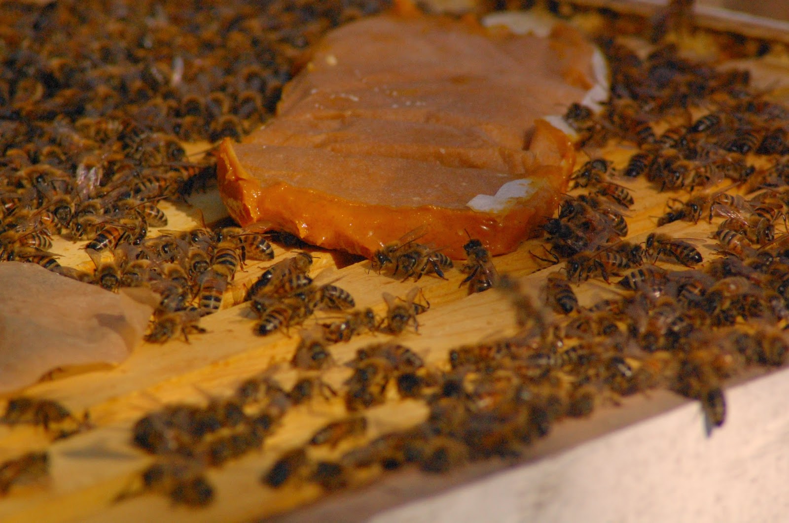 HONEY BEES: AN ADVENTURE: February 2015: Feeding Winter Patties