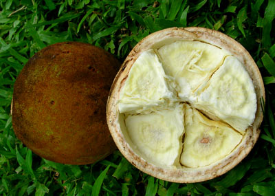 PERU NUTRACEUTICO: COPOAZÚ