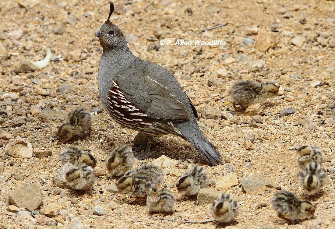 Nature Nuggets: Another year begins...