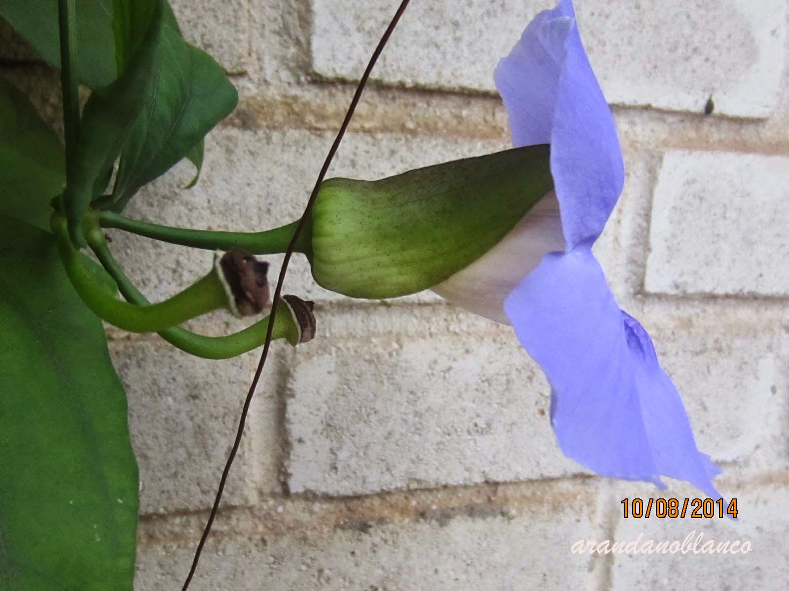 arbustosensevilla-encinarosa: Bignonia azul / thumbergia grandiflora ...