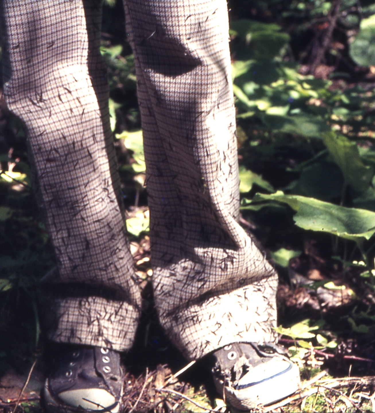 Get Your Botany On!: Remembering Floyd Swink