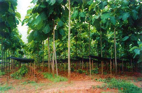 MANFAAT POHON JATI DARI DULU SAMPAI SEKARANG | Tips Petani