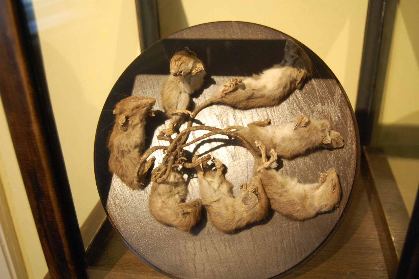 Eruditorum: The brown museum