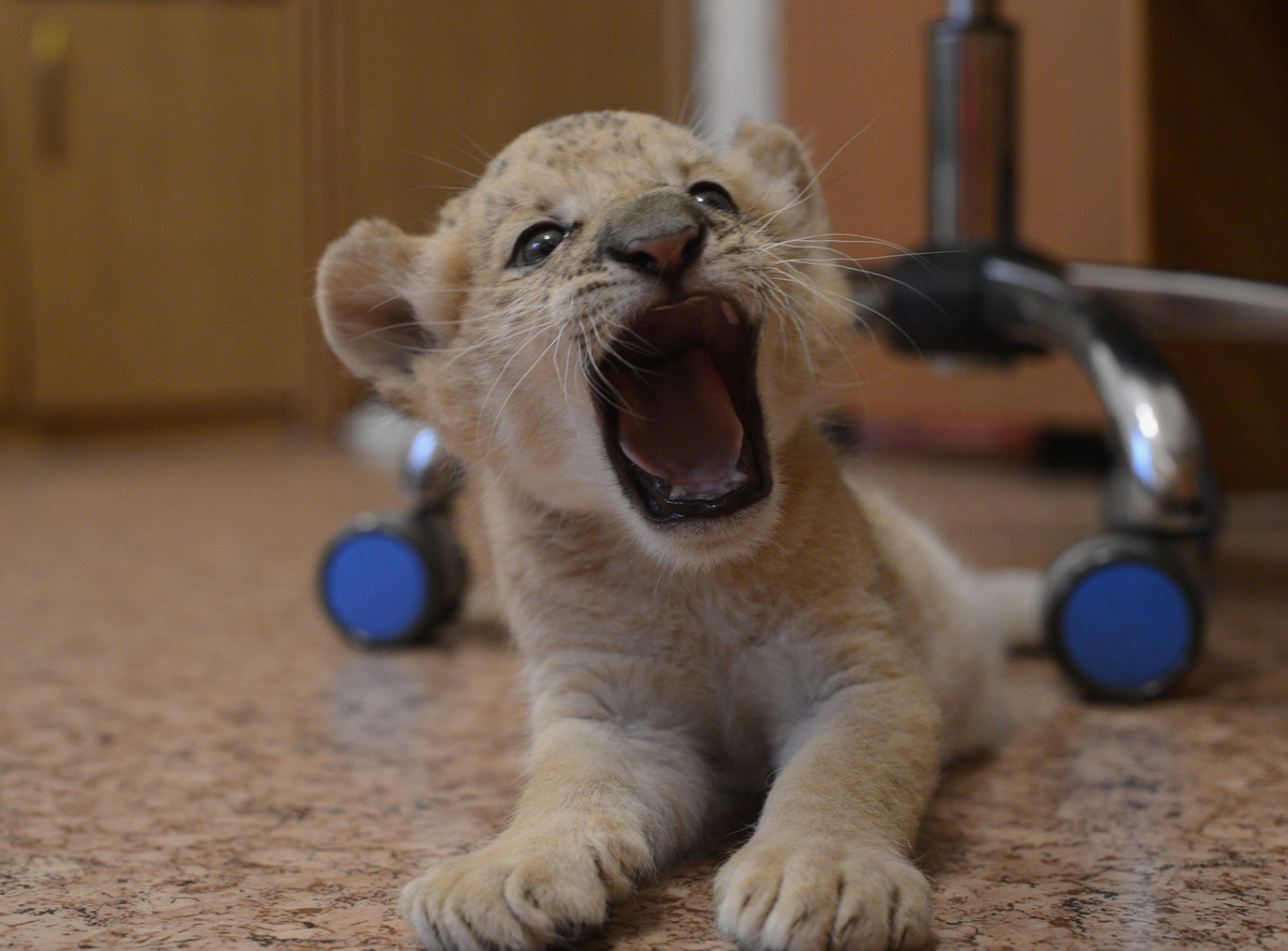 White Wolf : World’s first Liliger is born ... and adopted by a moggy ...