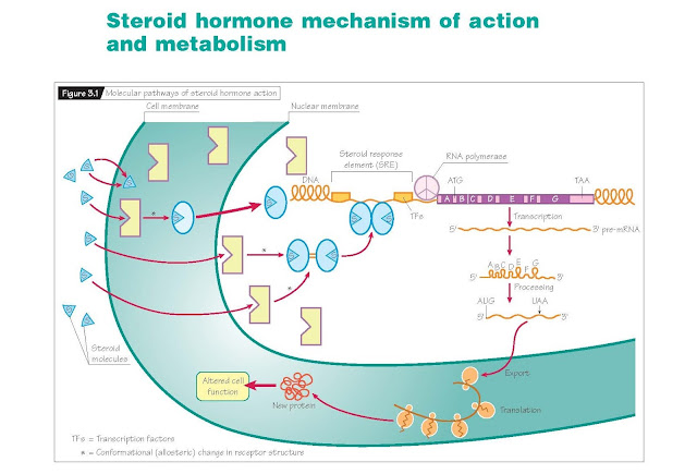 Steroid Hormone Mechanism Of Action And Metabolism - pediagenosis